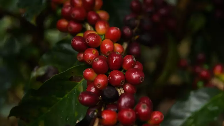 Flok røde kaffebær vokser på en grøn plante