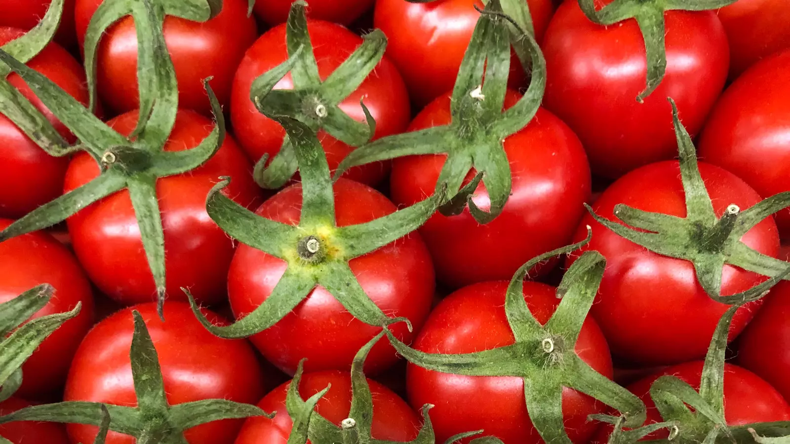 La razón científica por la que debe agregar sal a sus tomates