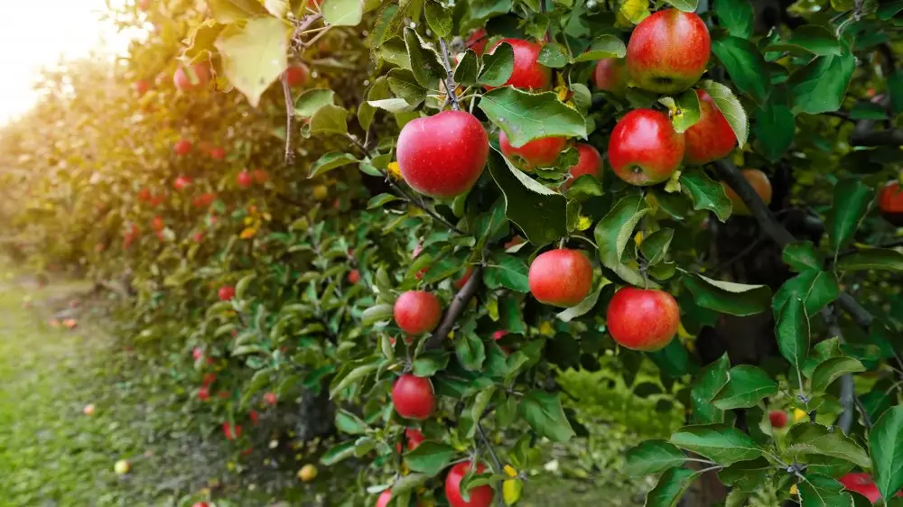 Rode appelbomen in een boomgaard