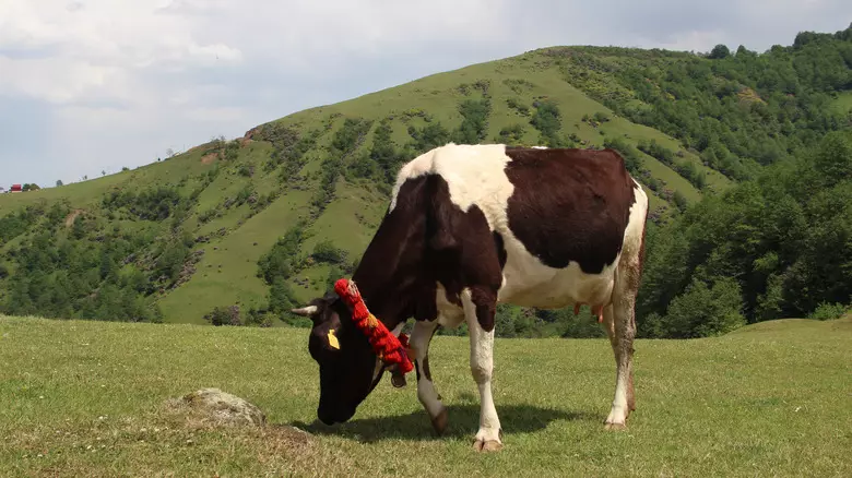 Lopë që kullot në livadh