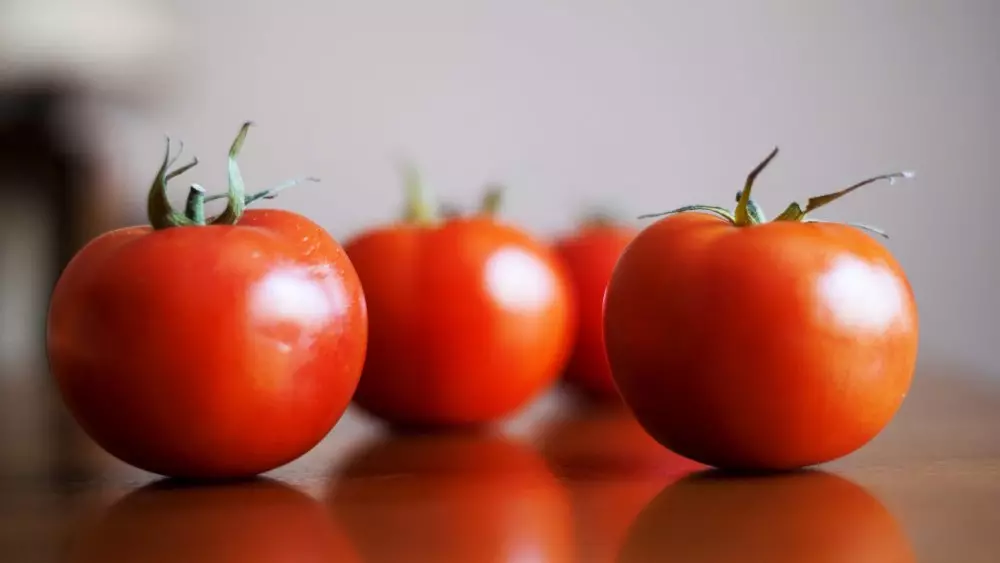 We Tomato Di Tevahiya Jiyana Xwe Xeş Dike