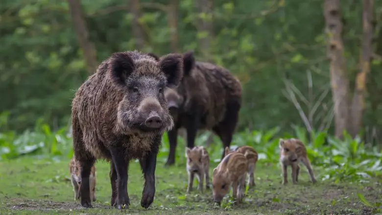 Wildschwein