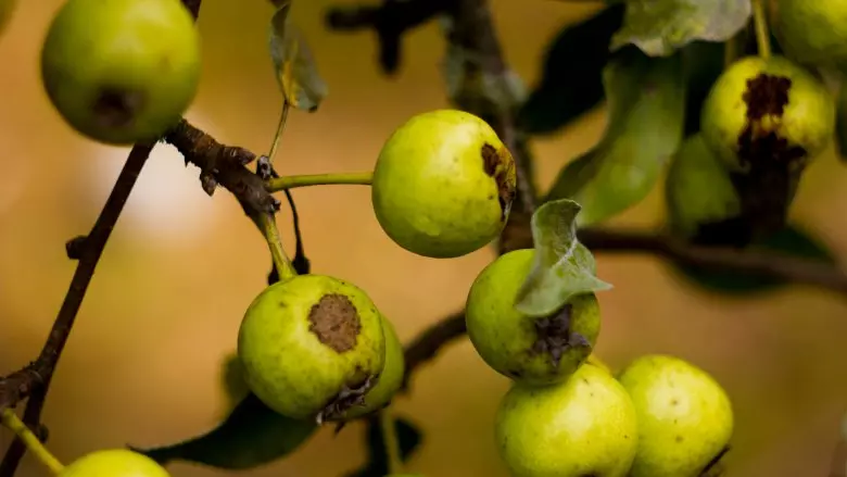 wilde Äpfel