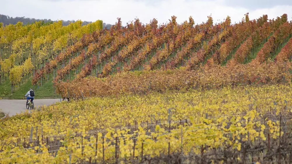 Wijngaarden in Duitsland in de herfst