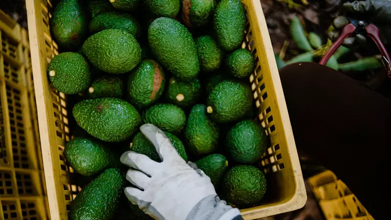 En hanskekledd hånd som strekker seg mot avokado