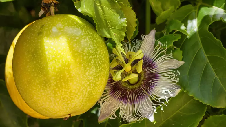 Maracuya flower rataye a kan shuka