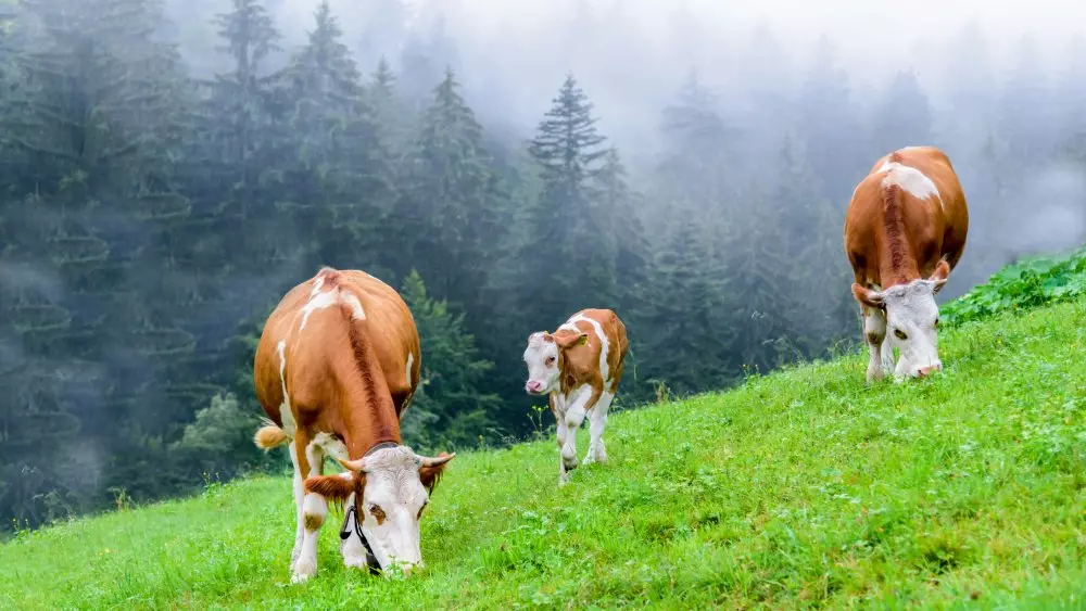 grasgefüttertes Rindfleisch