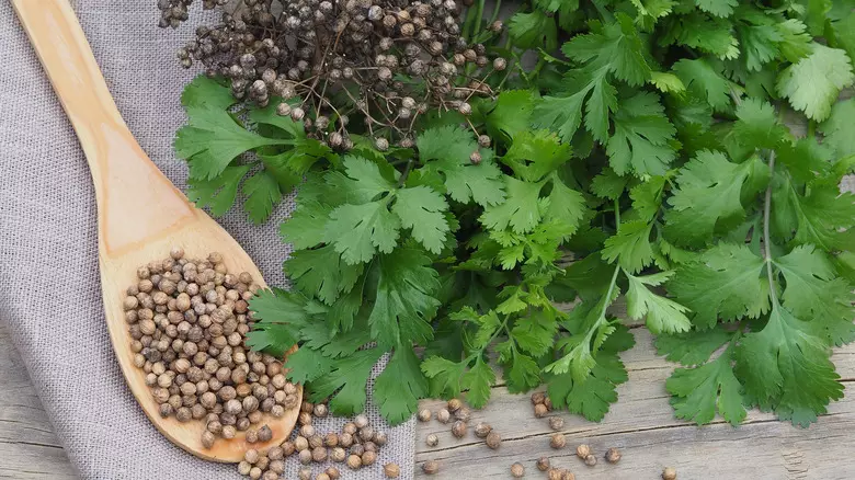 Kumaha nyimpen coriander