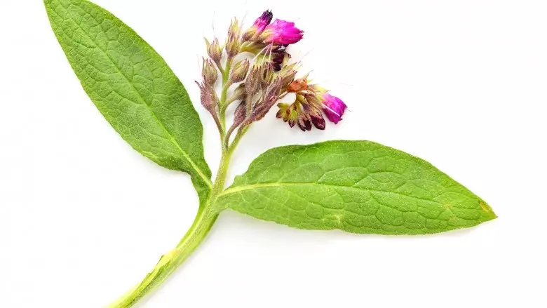 comfrey ශාකය