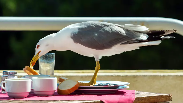 Egy sirály ételt eszik egy étterem asztalánál