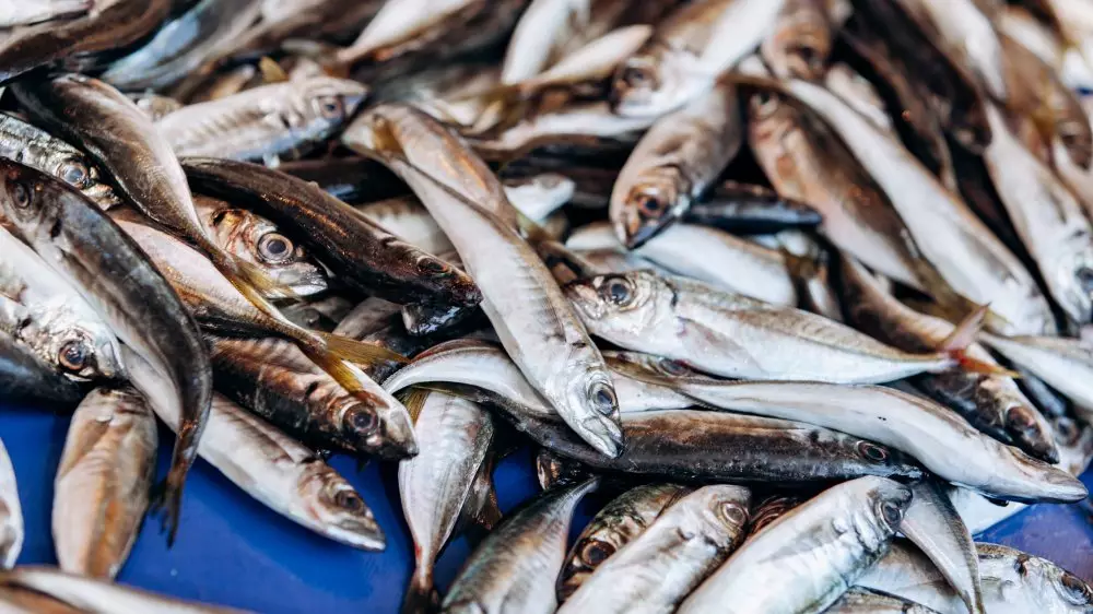 Pescado anchoa