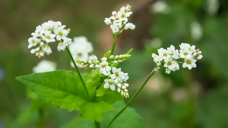 Flores de trigo sarraceno en la naturaleza