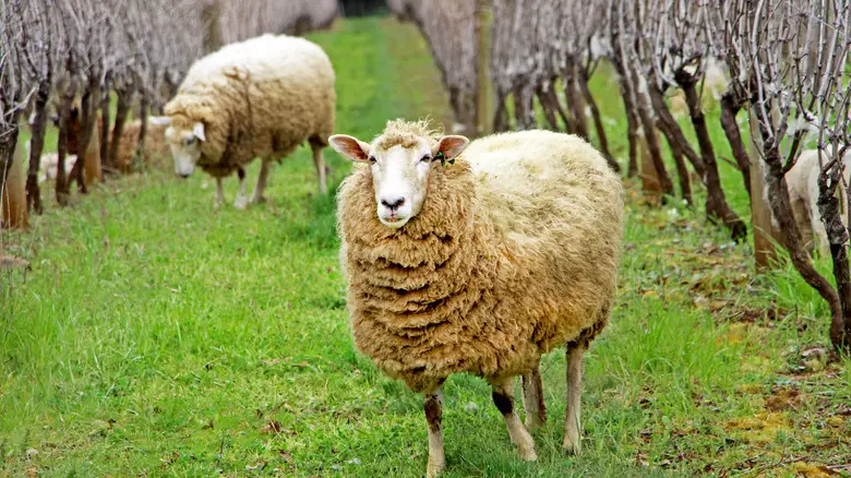 Хоёр сэвсгэр хонь