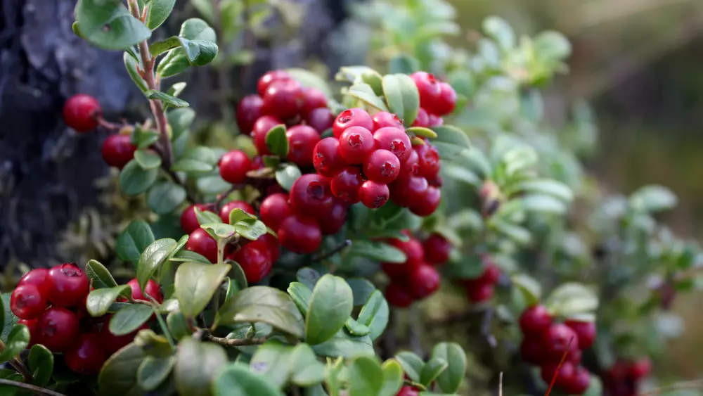 Lingonberry