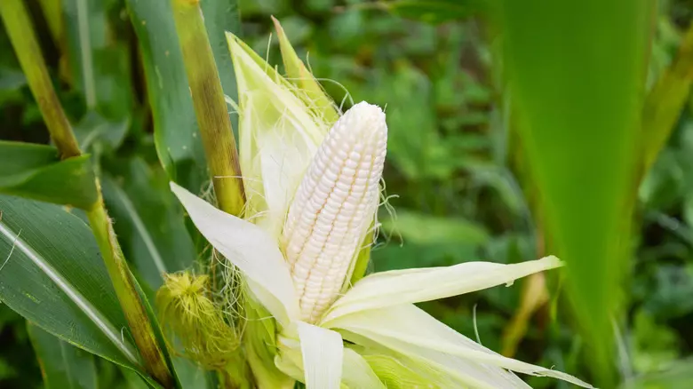 close-up van aar van wit mielies op die kolf in die veld