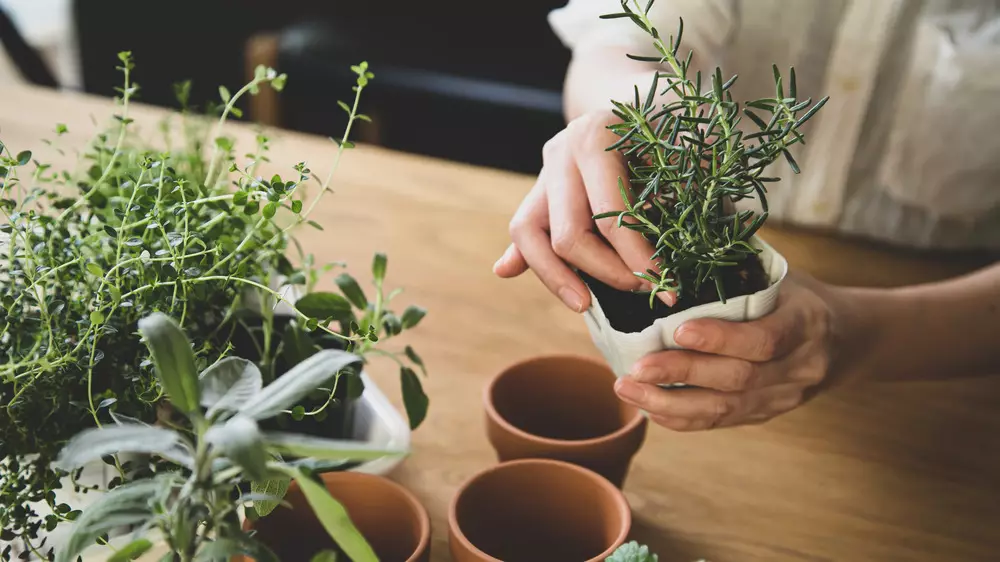 ស្ត្រីកំពុងដាំ rosemary