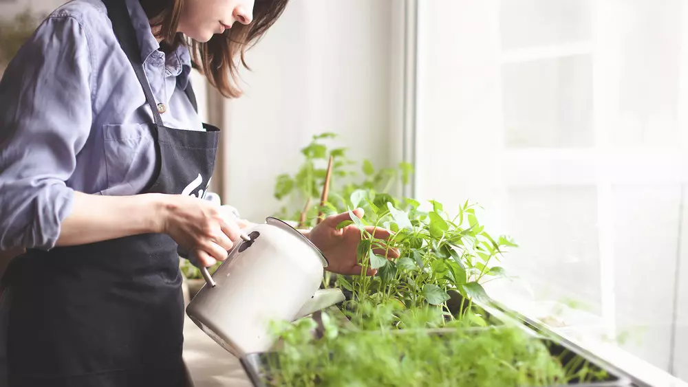 mulher regando plantas de ervas internas