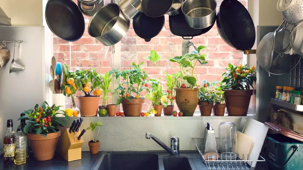 cazolas e plantas en maceta