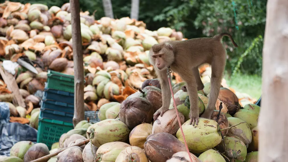Macaque kuweka katika masaa.