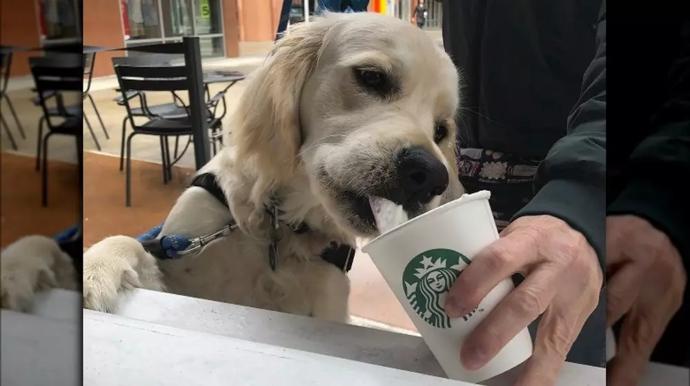 câine care bea starbucks puppuchino