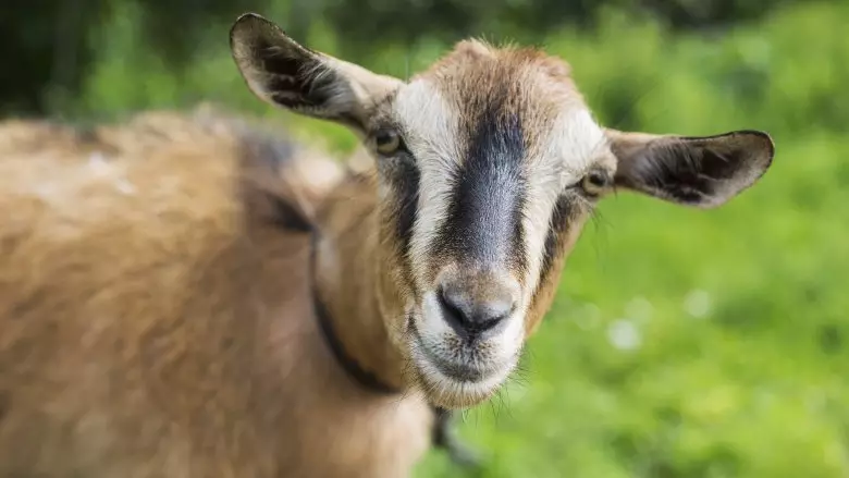 nadiskubre ng mga kambing ang kape