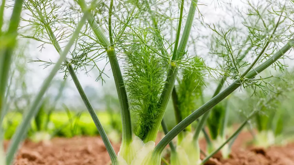 Fennel kwararan fitila girma