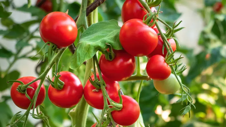 Tomato garden