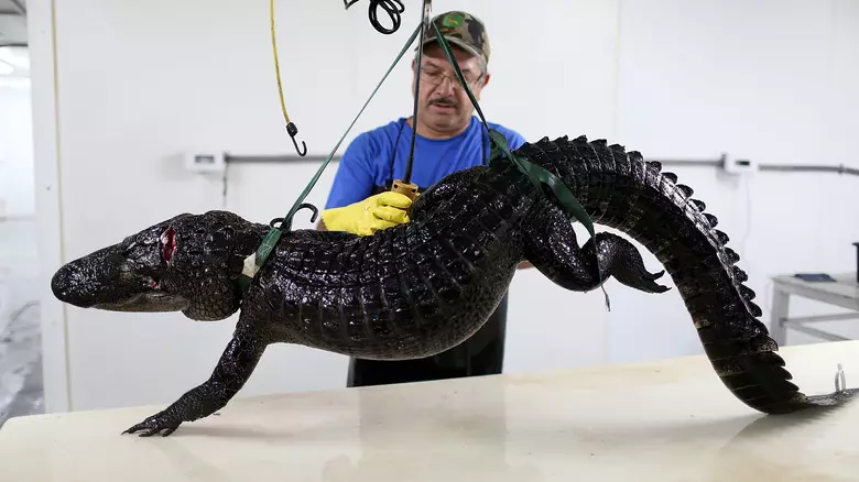 Човек се подготвува да касапи алигатор