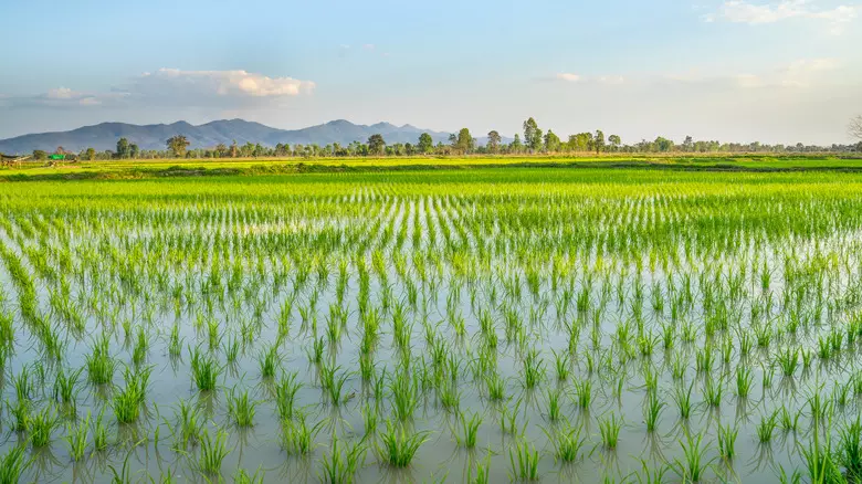 Nagy zöld mező rizsnövények hegyekkel a háttérben