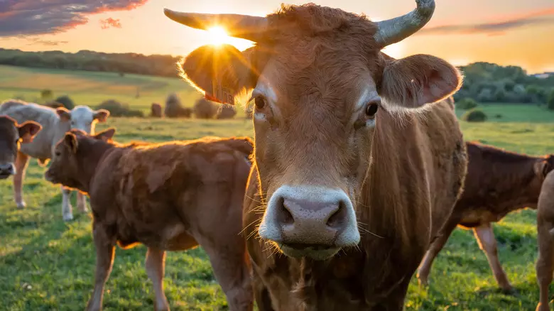 太陽が輝いている牧草地の牛