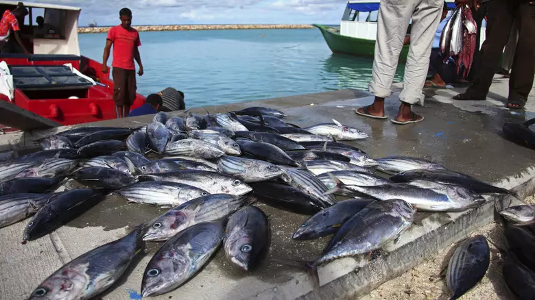 noocyada tuna waara