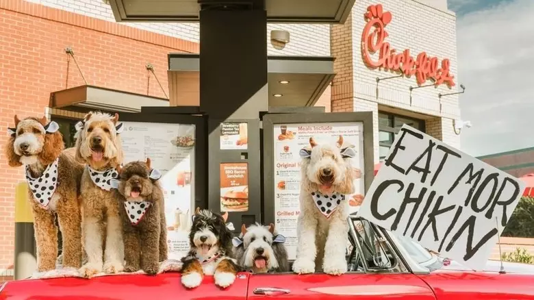 Hundoj festante Chick-fil-A Cow Aprezan Tagon 2019