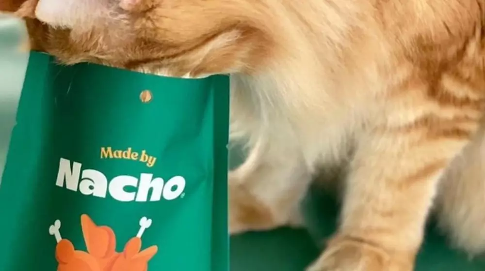 Nacho manĝante la katmanĝaĵon de Bobby Flay