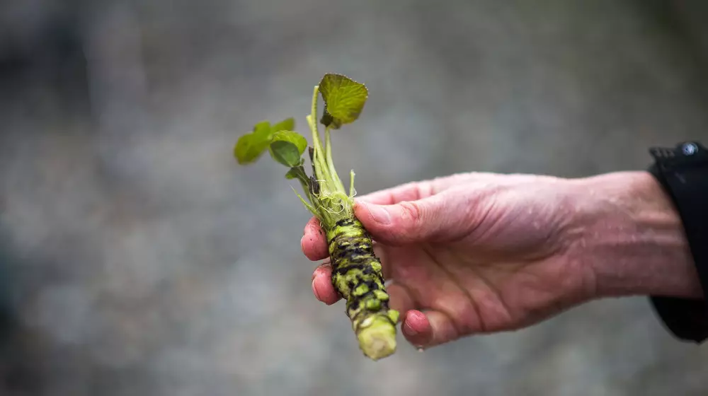 Lámh a bhfuil planda wasabi aici