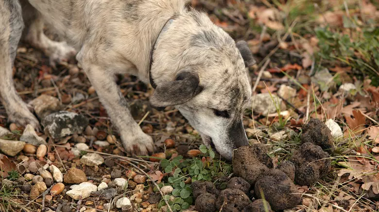 Anjing dengan truffle