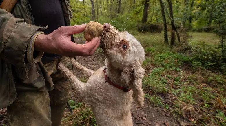 Anjing pemburu truffle