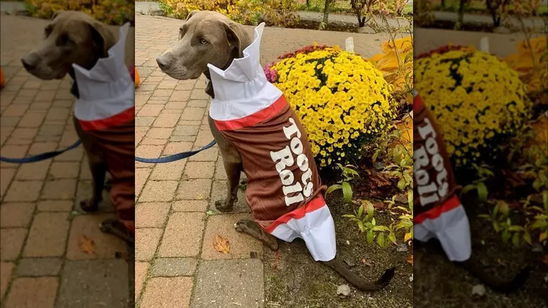 Rachael Ray's Dog manao akanjo Tootsie Roll