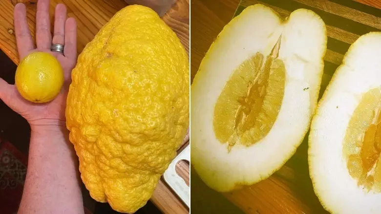 main avec un citron géant pour l'échelle, à côté de l'intérieur du citron