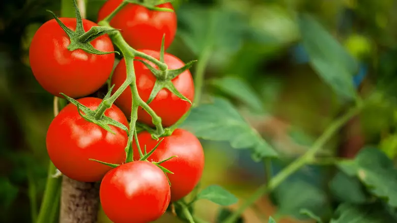 Pokok tomato