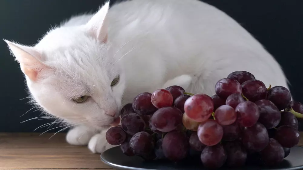 Lila szőlő tálban a macska melletti asztalon