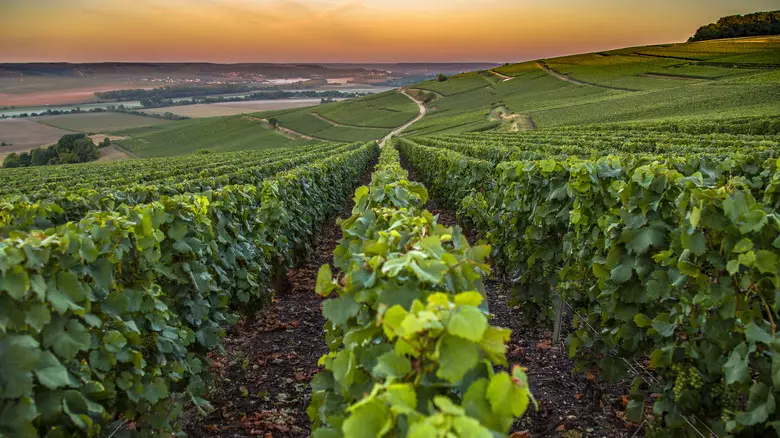 Un vignoble champenois