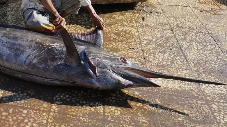 Person, der holder sværdfisk op