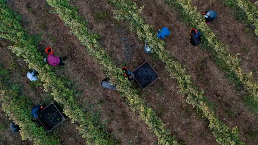 travailleurs de la vigne