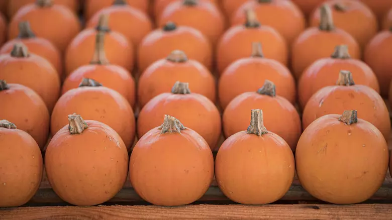 Filas de calabazas de azúcar