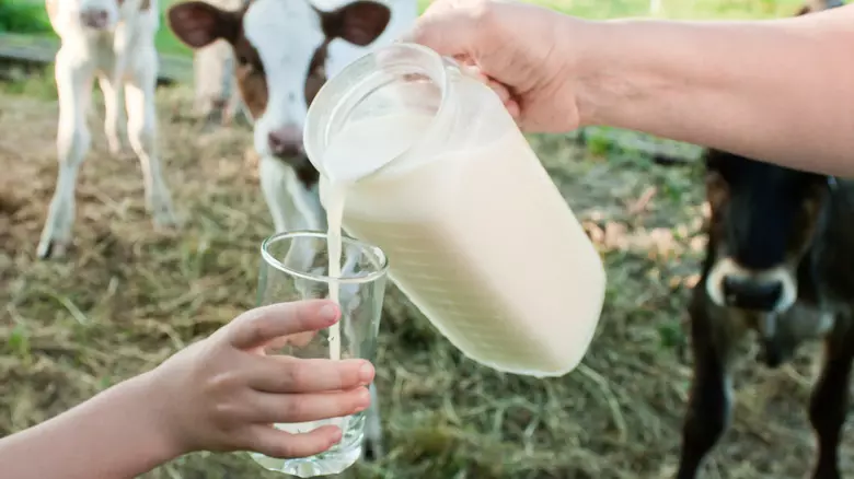 Milk pitsel na may mga baka