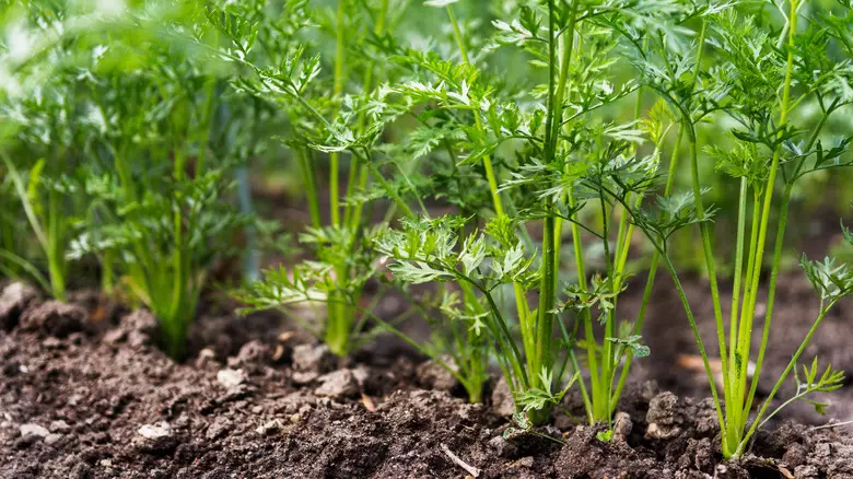 Una filera de pastanagues plantades a terra