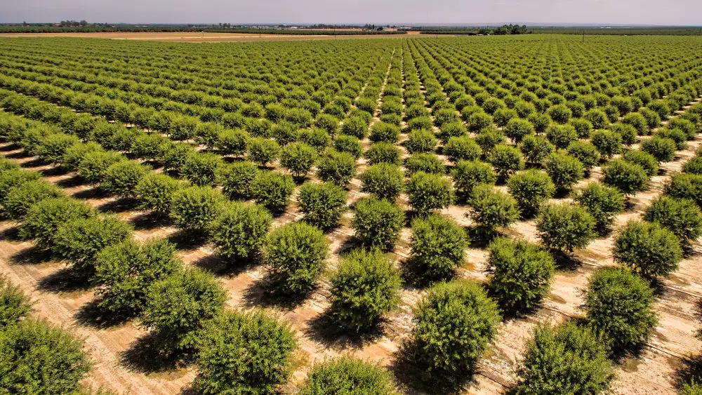 California almond Grove