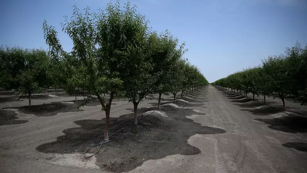 նուշի մշակաբույսեր