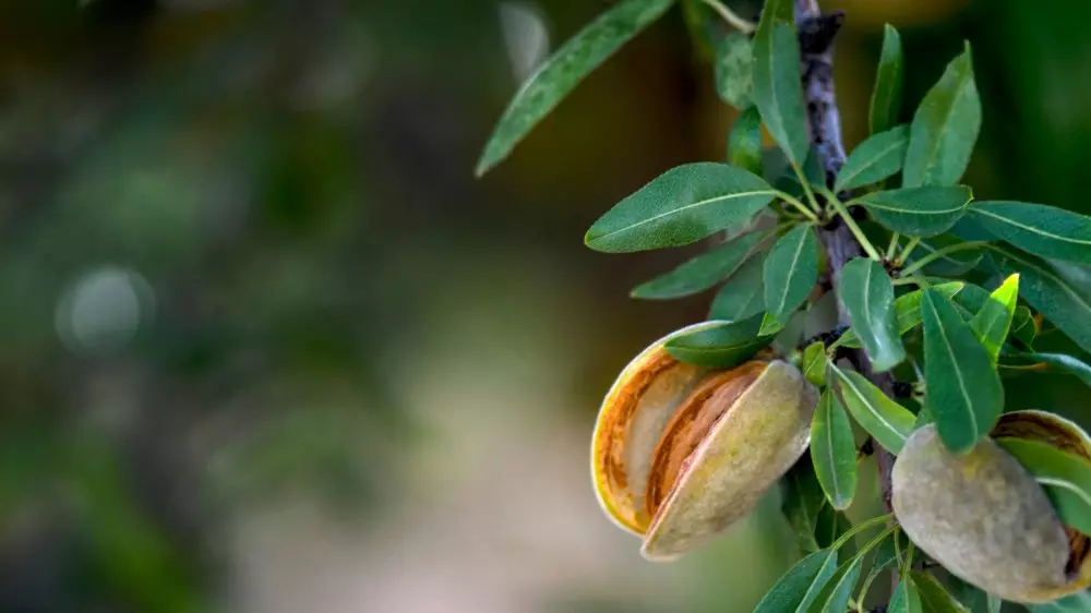 California almonds tantely