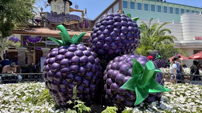 csomós bogyófarm boysenberry